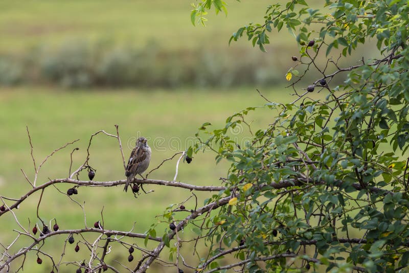 Tree House Sparrow Bird on a Branch Passer Montanus Stock Photo - Image ...
