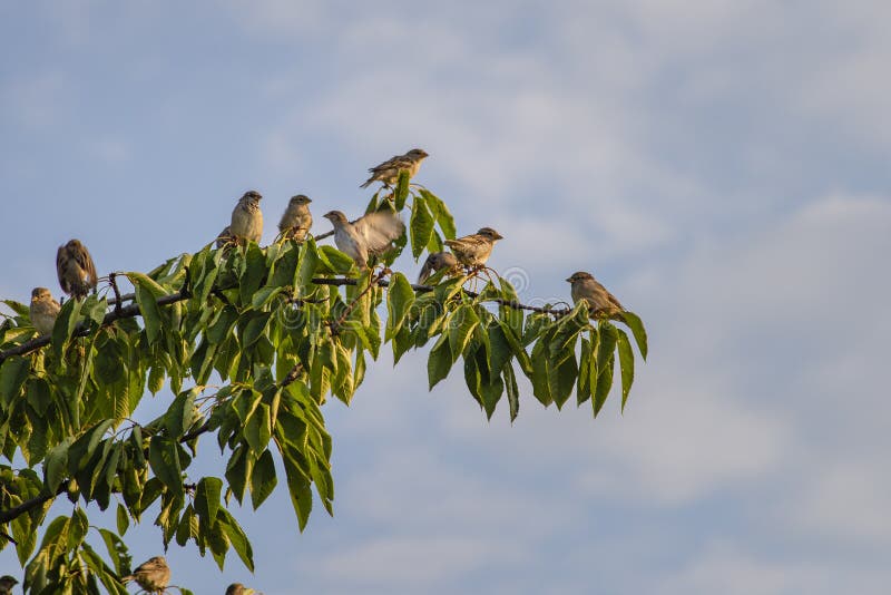 Tree House Sparrow Bird on a Branch Passer Montanus Moldova Stock Photo ...