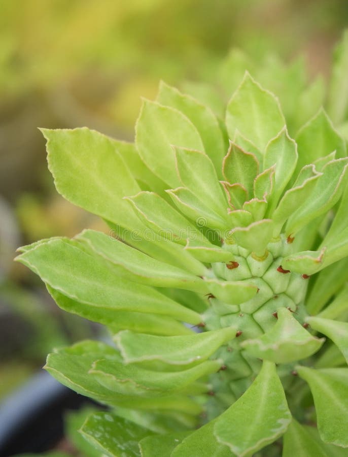 A Tree Houseleek Enjoying the Sun Stock Image - Image of irish, botany ...