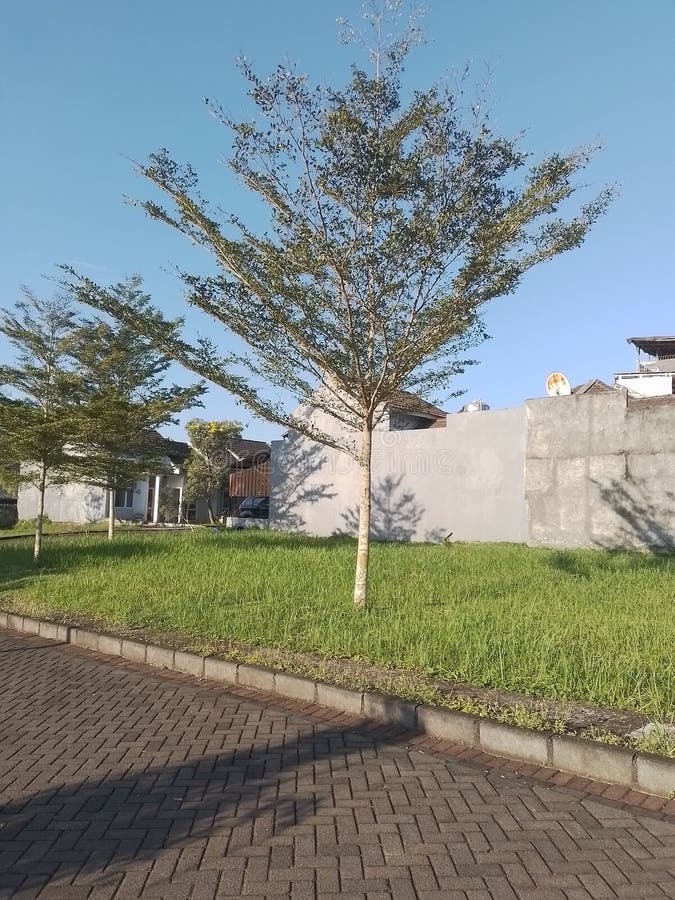 Trees Exposed To Morning Sunlight Stock Image - Image of estate ...