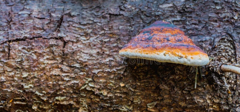 Tree Hub on the Tree in the Forest Stock Photo - Image of environment ...