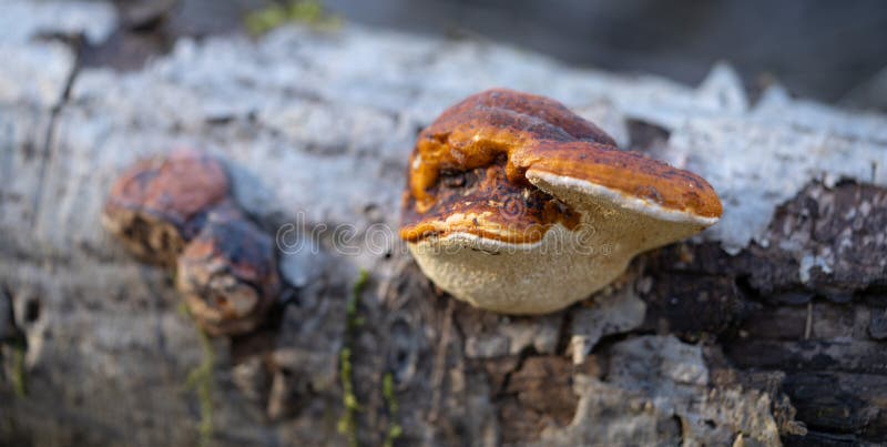 Tree Hub on the Tree in the Forest Stock Photo - Image of farm, high ...