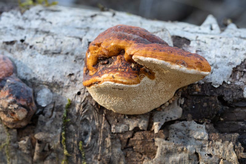 Tree Hub on the Tree in the Forest Stock Image - Image of axis ...