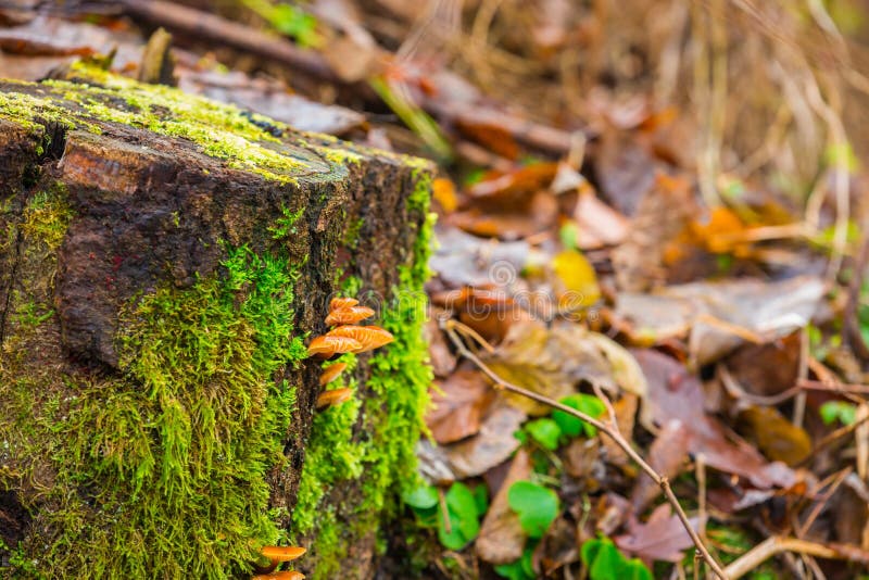 Tree hub growing on trunk stock image. Image of agaricales - 81737443