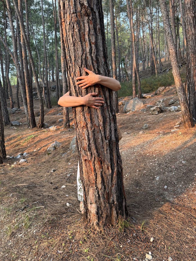 Tree hug forest stock image. Image of hands, happy, bark - 378063635