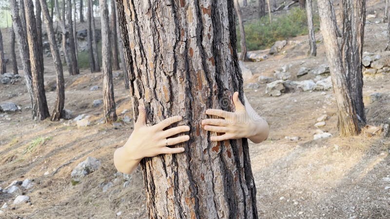 Tree hug forest stock footage. Video of green, happy - 378066434