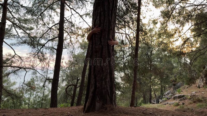 Tree hug forest stock video. Video of connection, green - 378067821