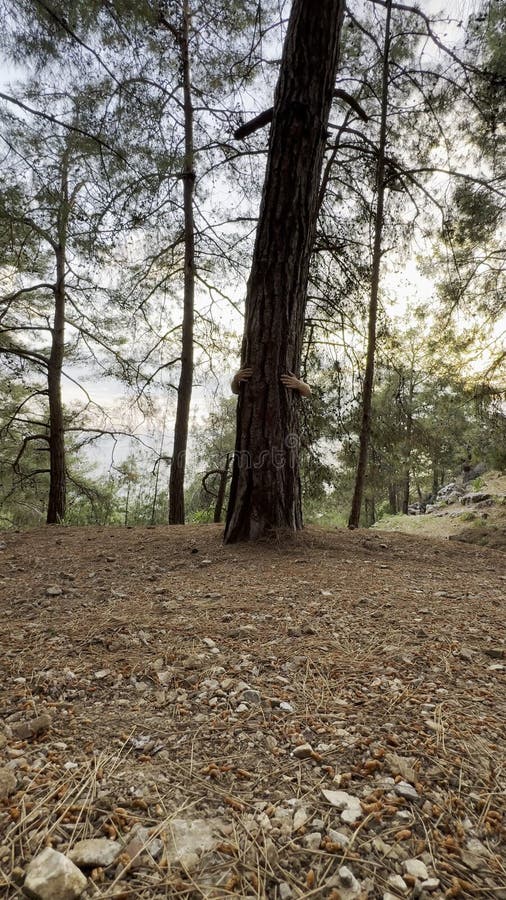 Tree hug forest stock video. Video of calm, growth, hand - 380991343