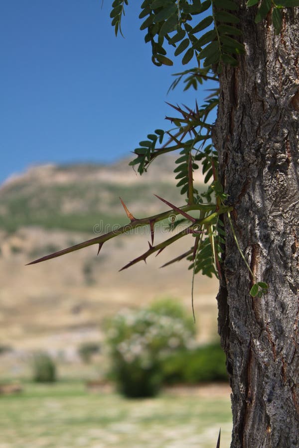Tree with Huge Thorns in Desert of Anatolia in Pamukkale in Blue Sky ...