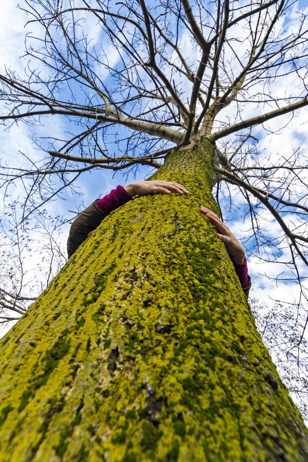 Tree hugger stock photo. Image of forest, care, forests - 33590490