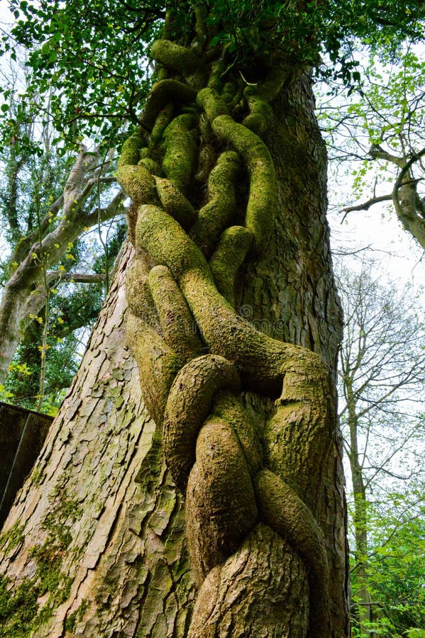 Tree hugging stock photo. Image of green, bark, vine - 40609290