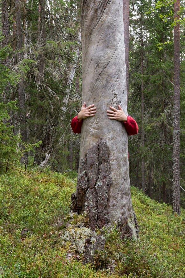 Tree hugging stock image. Image of human, conifer, sleeve - 67450097