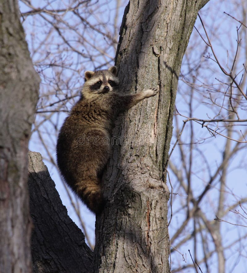 Tree Hugging Raccoon stock photo. Image of raccoons, bandit - 19159554