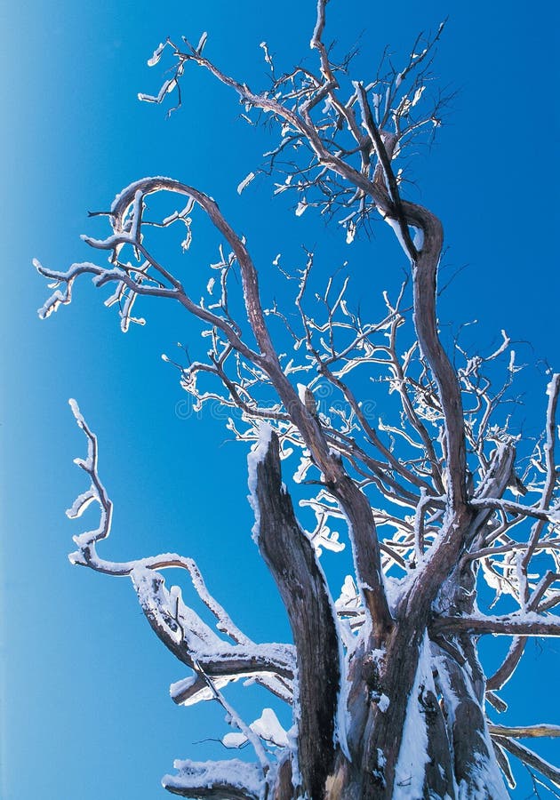 Tree stock photo. Image of ruff, snowing, collar, tree - 81553666