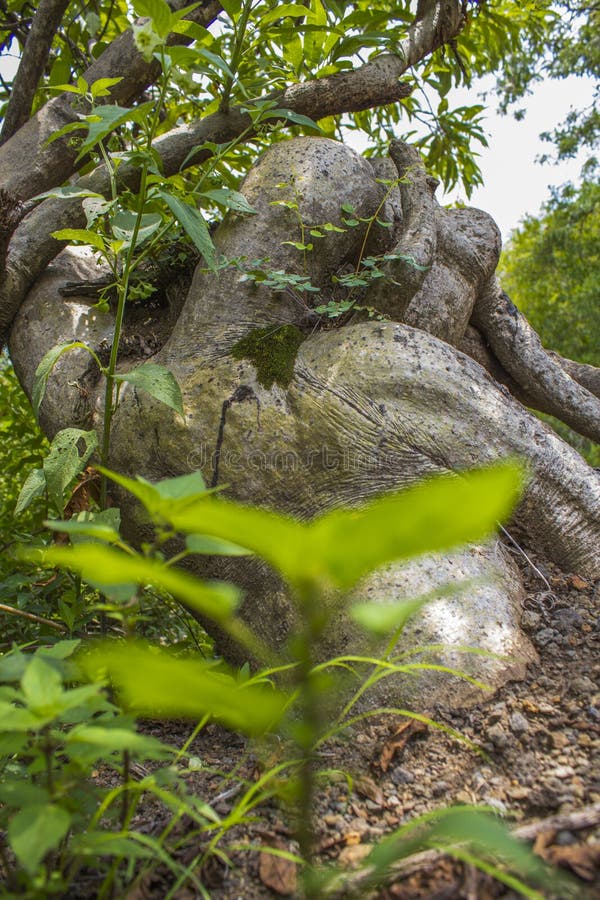 Tree in Human Form of Woman Stock Image - Image of optical, human ...