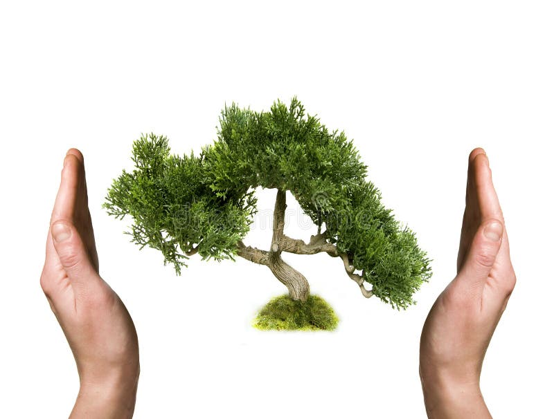 Tree in human hands stock image. Image of ecology, grow - 8786697