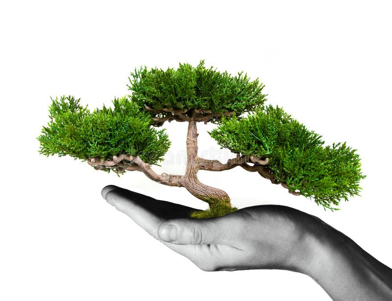 Tree in human hands stock image. Image of inspiration - 8786707