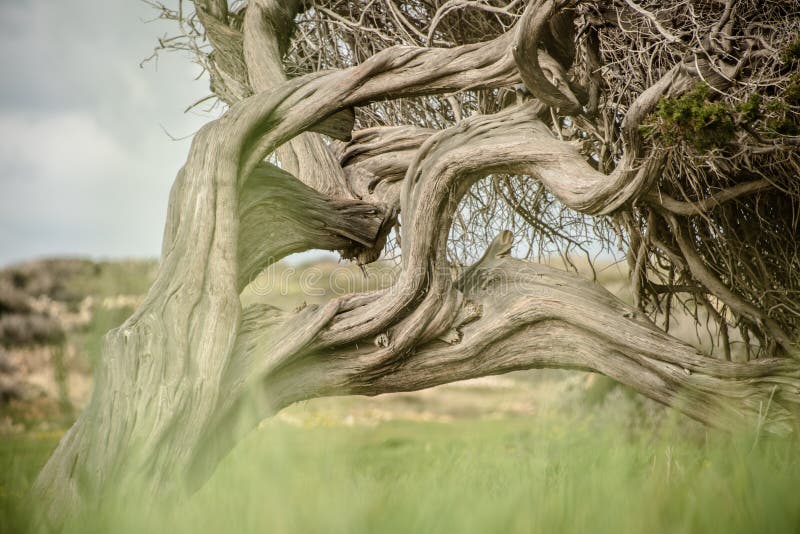 Tree stock photo. Image of green, tree, lone, spring - 78199982