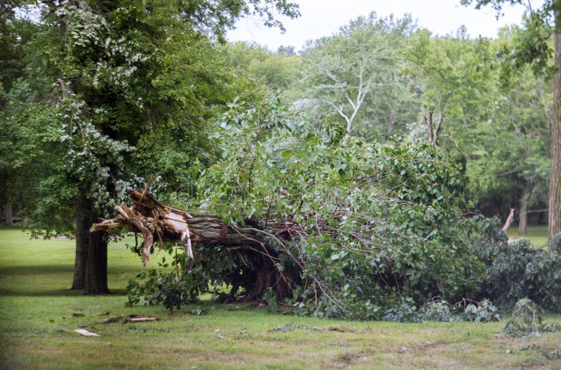 Tree after Hurricane a Strong Storm Went through Stock Image - Image of ...