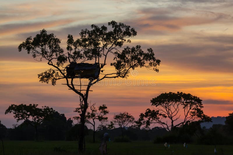 Tree hut stock image. Image of rural, tree, rice, bushes - 247156825