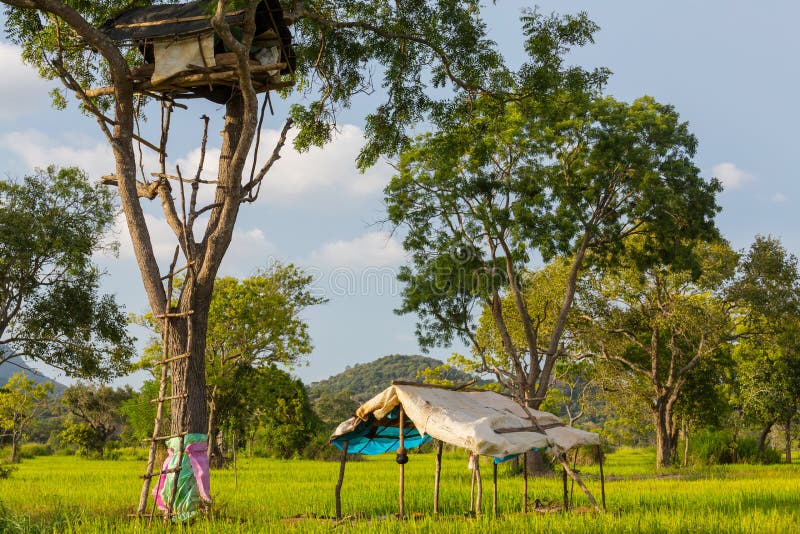 Tree hut stock image. Image of local, agriculture, nature - 247293405