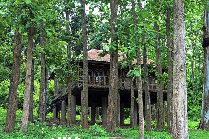 Tree Hut House in the Middle of Teak Wood Trees in Kerala Stock Image ...