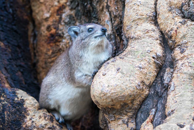 Tree hyrax stock photo. Image of hyrax, dendrohyrax, wild - 49018058