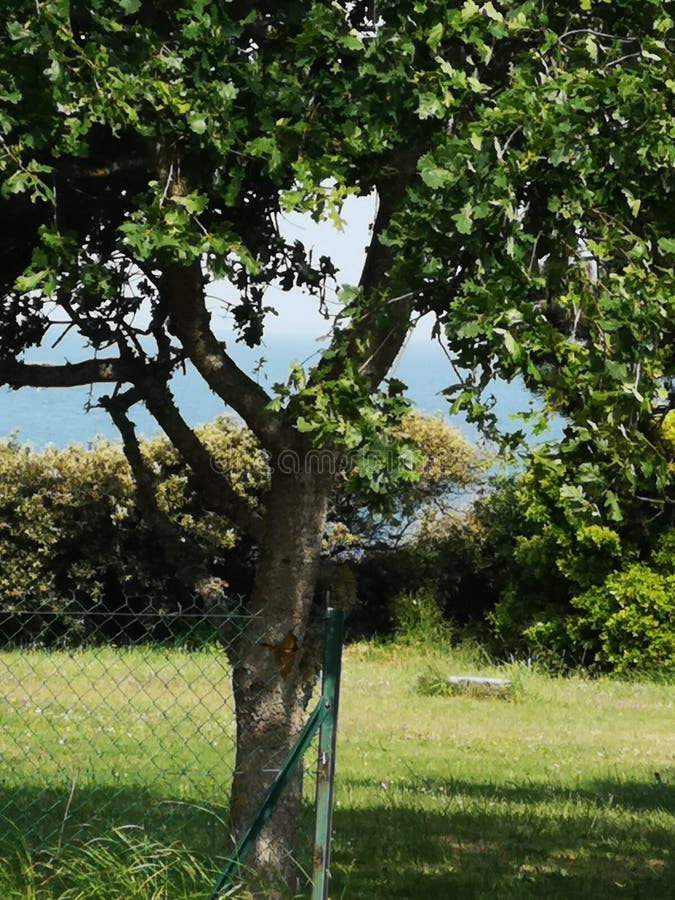 Calm tree stock image. Image of tree, calm, nature, garden - 117028205
