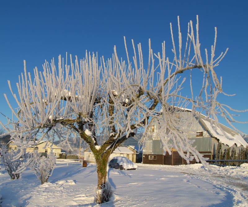 Tree of Ice stock photo. Image of landscape, barn, frost - 1927322