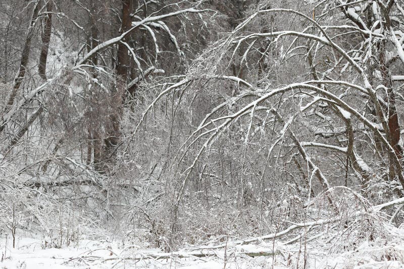 Tree after an Ice Storm, Rain. Stock Photo - Image of element, snow ...