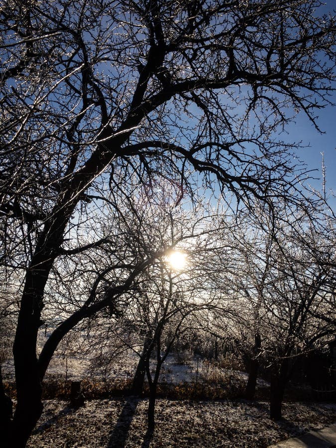 The Tree in the Ice at Winter. Stock Image - Image of beautiful, plant ...