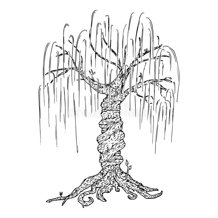 Tree Icon. Vector Illustration Big Tree Willow. Hand Drawn Weeping ...