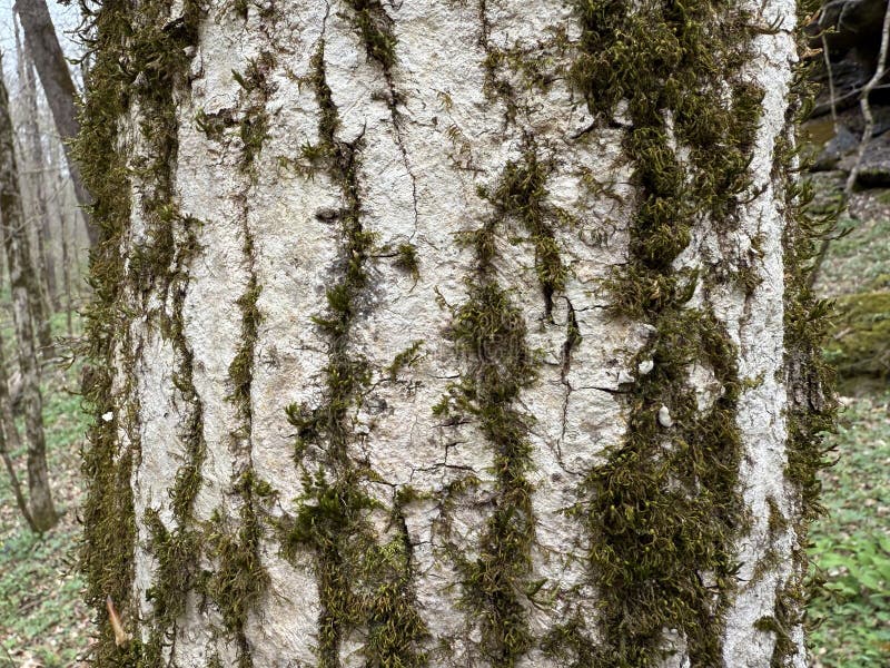 Identifying Trait Stock Photos - Free & Royalty-Free Stock Photos from ...