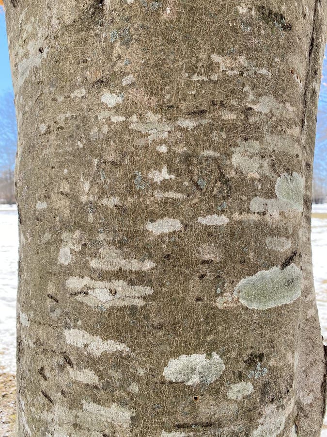 Tree Identification: American Beech. Fagus Grandifolia Stock Photo ...