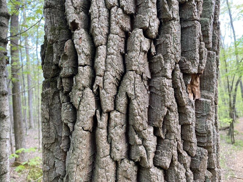 Tree Identification. Tree Bark. Chestnut Oak. Quercus Prinus Stock ...