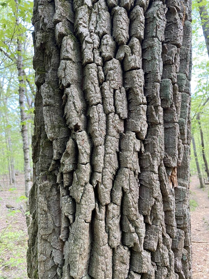 Quercus Muehlenbergii Bark