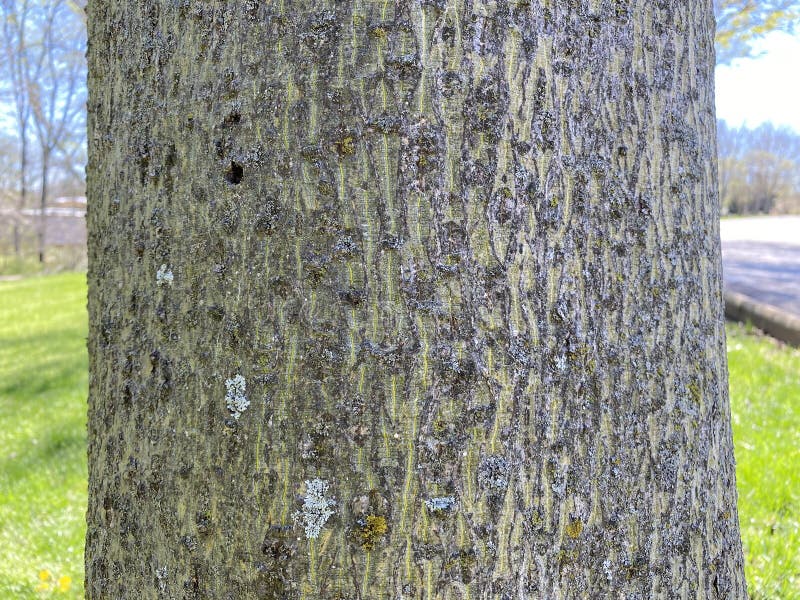 Tree Identification. Bark. Chinese Parasoltree Stock Photo - Image of ...