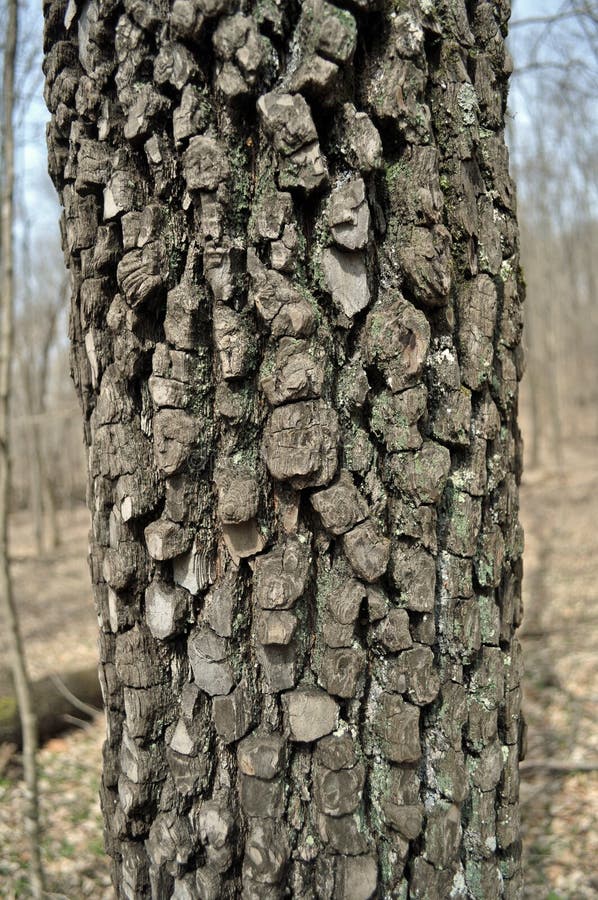 Tree Identification. Bark. Common Persimmon. Diospyros Virginiana Stock ...