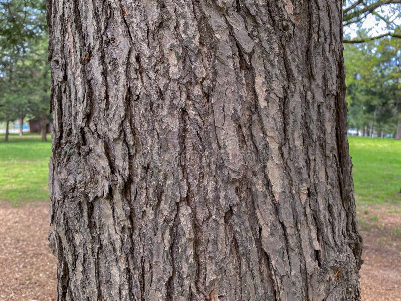 Tree Identification. Bark. Eastern Hemlock. Tsuga Canadensis Imagen de ...