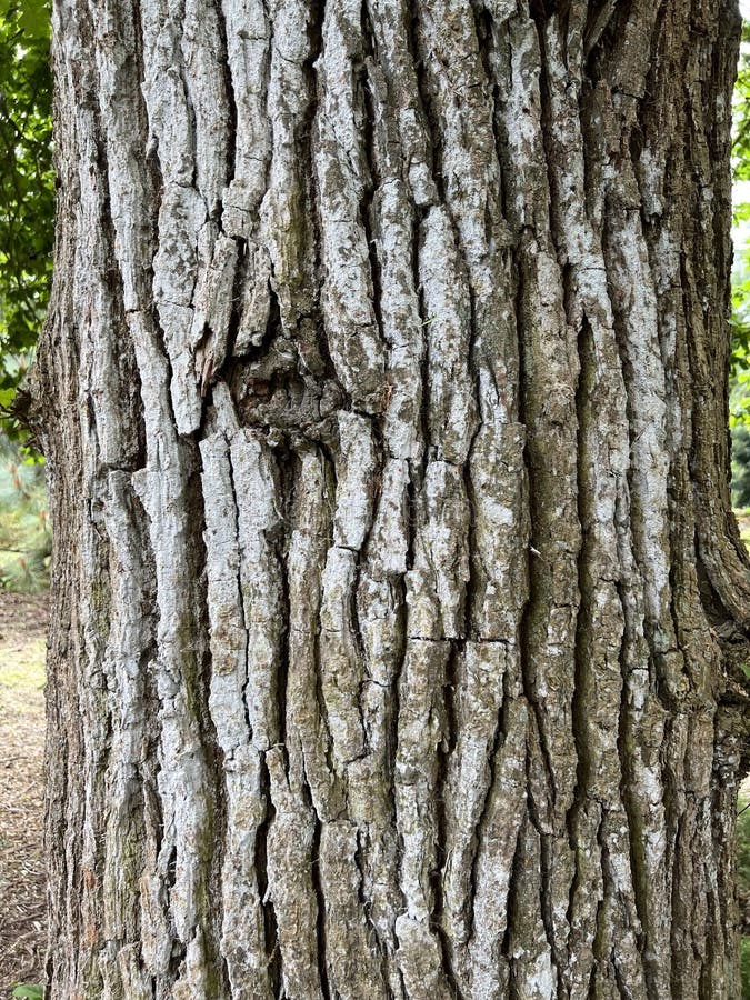 Tree Identification. Bark. Pedunculate Oak. Quercus Robur Stock Photo ...