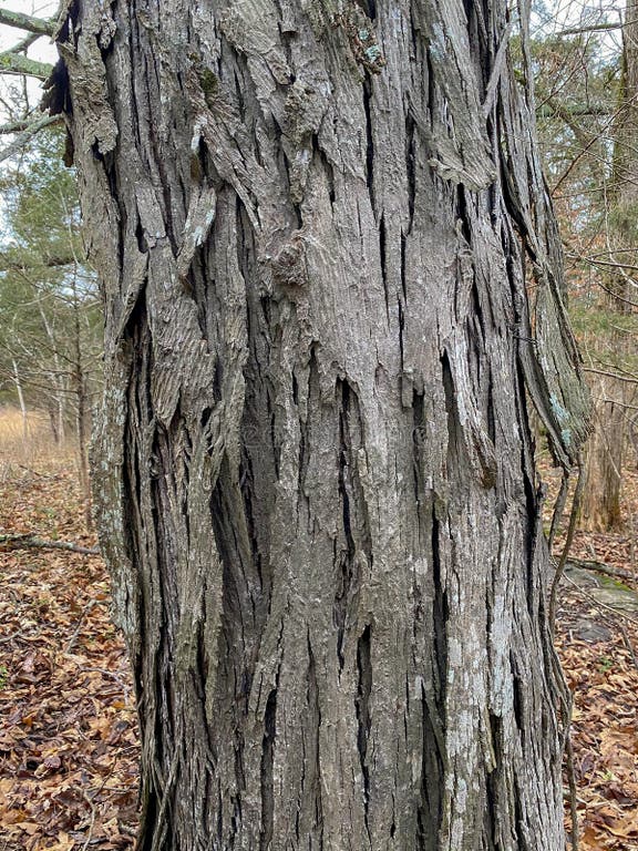 Tree Identification. Bark. Shagbark Hickory. Carya Ovata Stock Photo ...