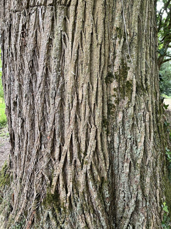 Tree Identification. Bark. Sweet Chestnut Tree. Castanea Sativa Stock ...