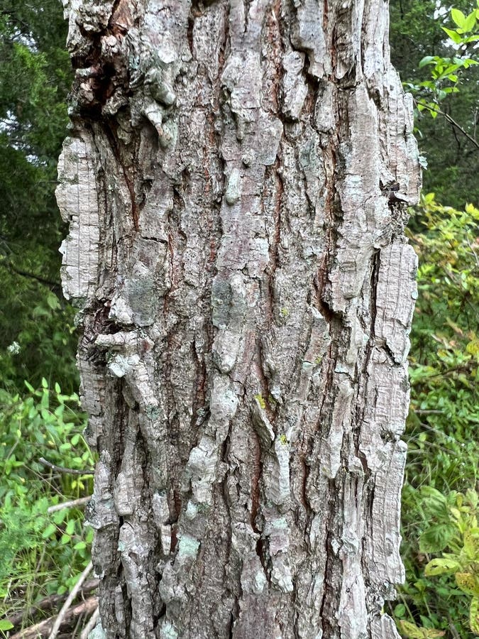 Tree Identification. Bark. Winged Elm Stock Photo - Image of rough ...