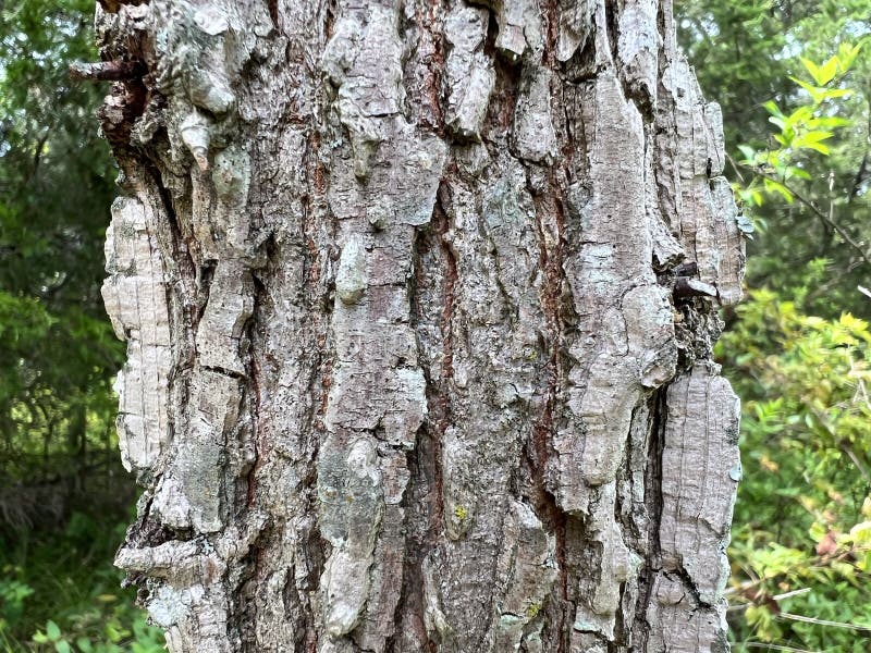 Tree Identification. Bark. Winged Elm Stock Photo - Image of fissures ...