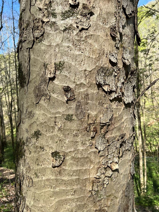 Tree Identification. Bark. Yellow Buckeye. Aesculus Flava Stock Image ...