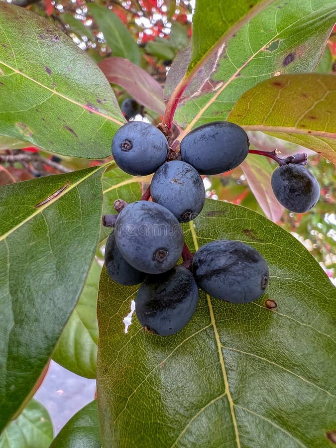 Tree Identification. Fruit. Black Gum. Nyssa Sylvatica Stock Image ...