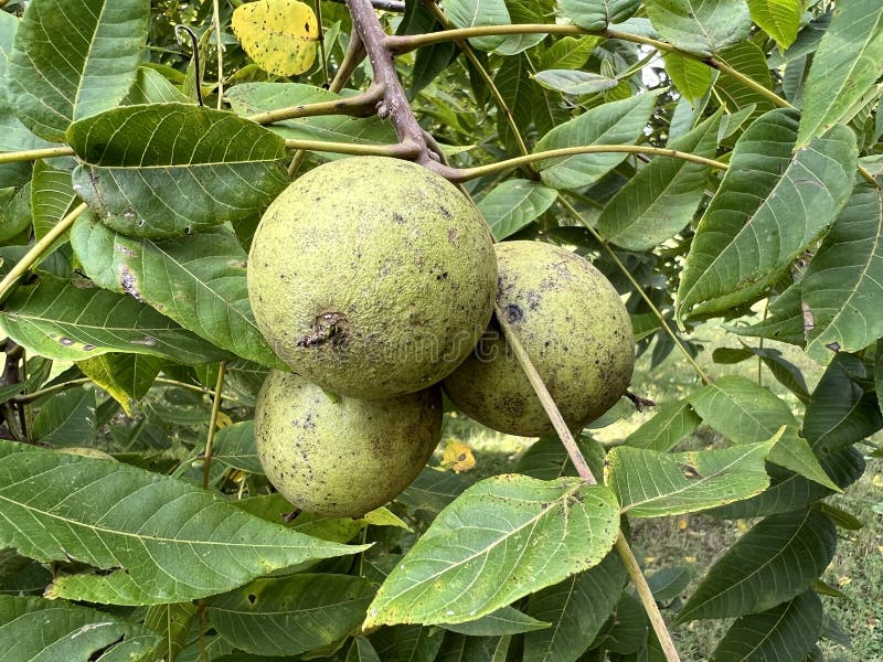 Tree Identification. Fruit.Black Walnut Stock Image - Image of tree ...