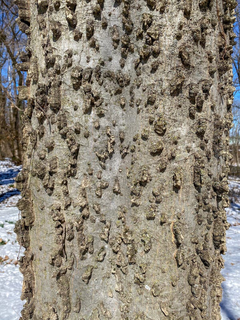 Celtis Occidentalis Tree Stock Photos - Free & Royalty-Free Stock ...