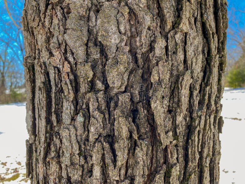 Tree Identification: Swamp Chestnut Oak. Quercus Michauxii Stock Image ...