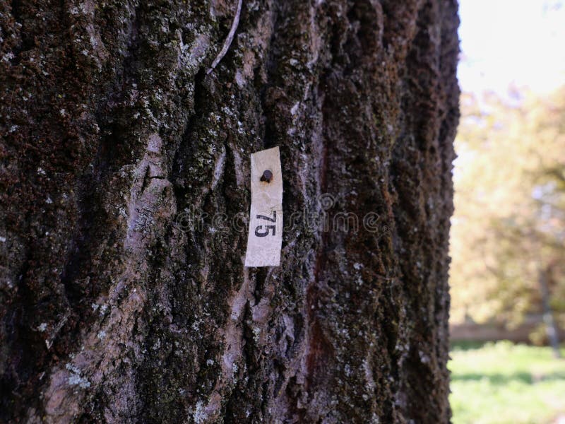 Tree identification tag stock photo. Image of five, park - 402672716